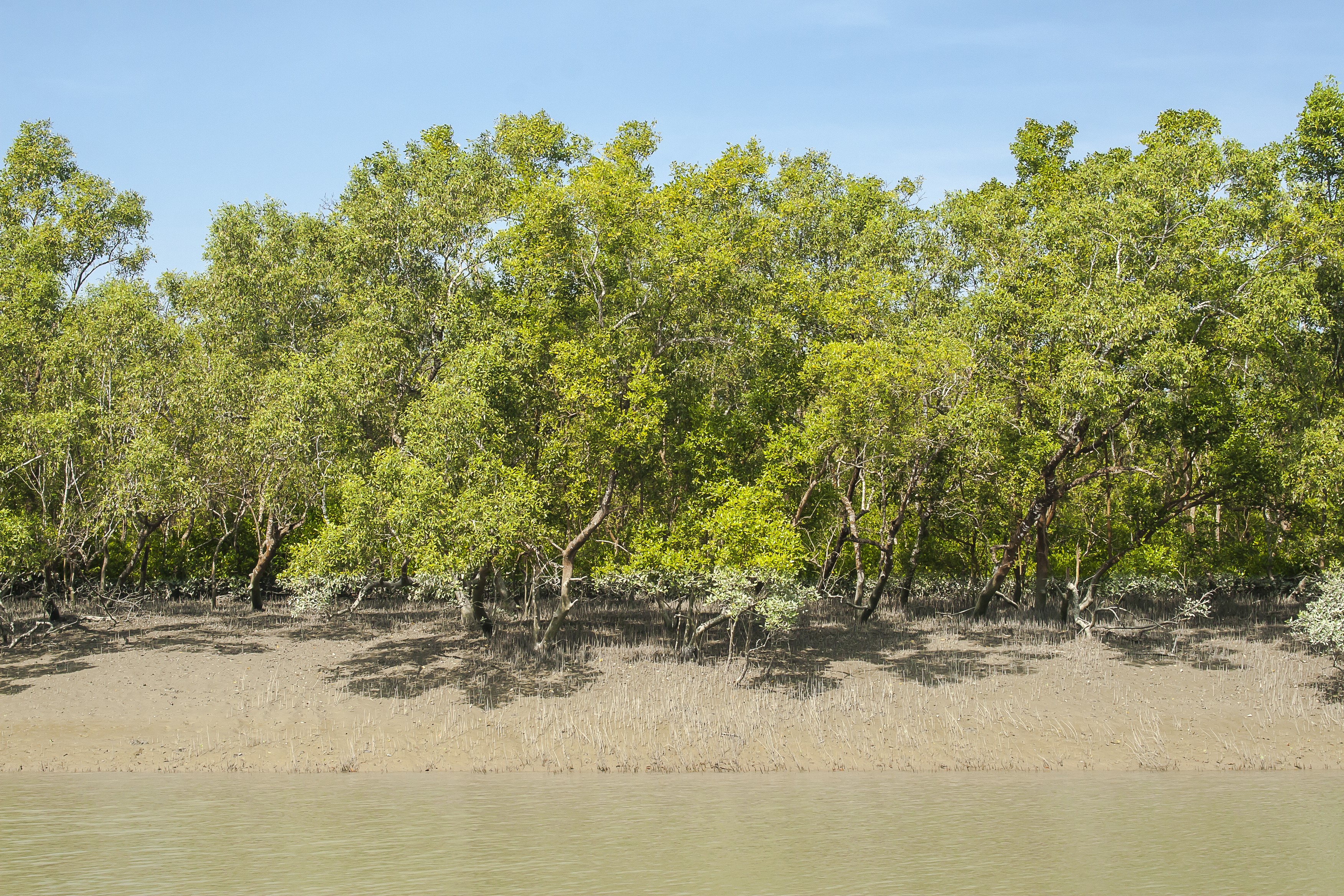 Largest Mangrove Forest In The World